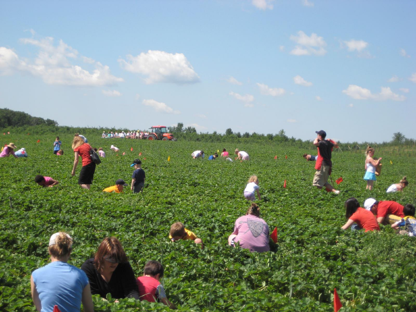 Pine Tree Apple Orchard | Pick your own Strawberries